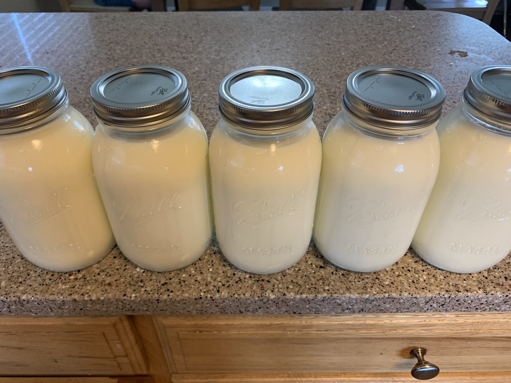 Jersey Cattle – Everything you Wanted to Know – Jersey Milk Cow