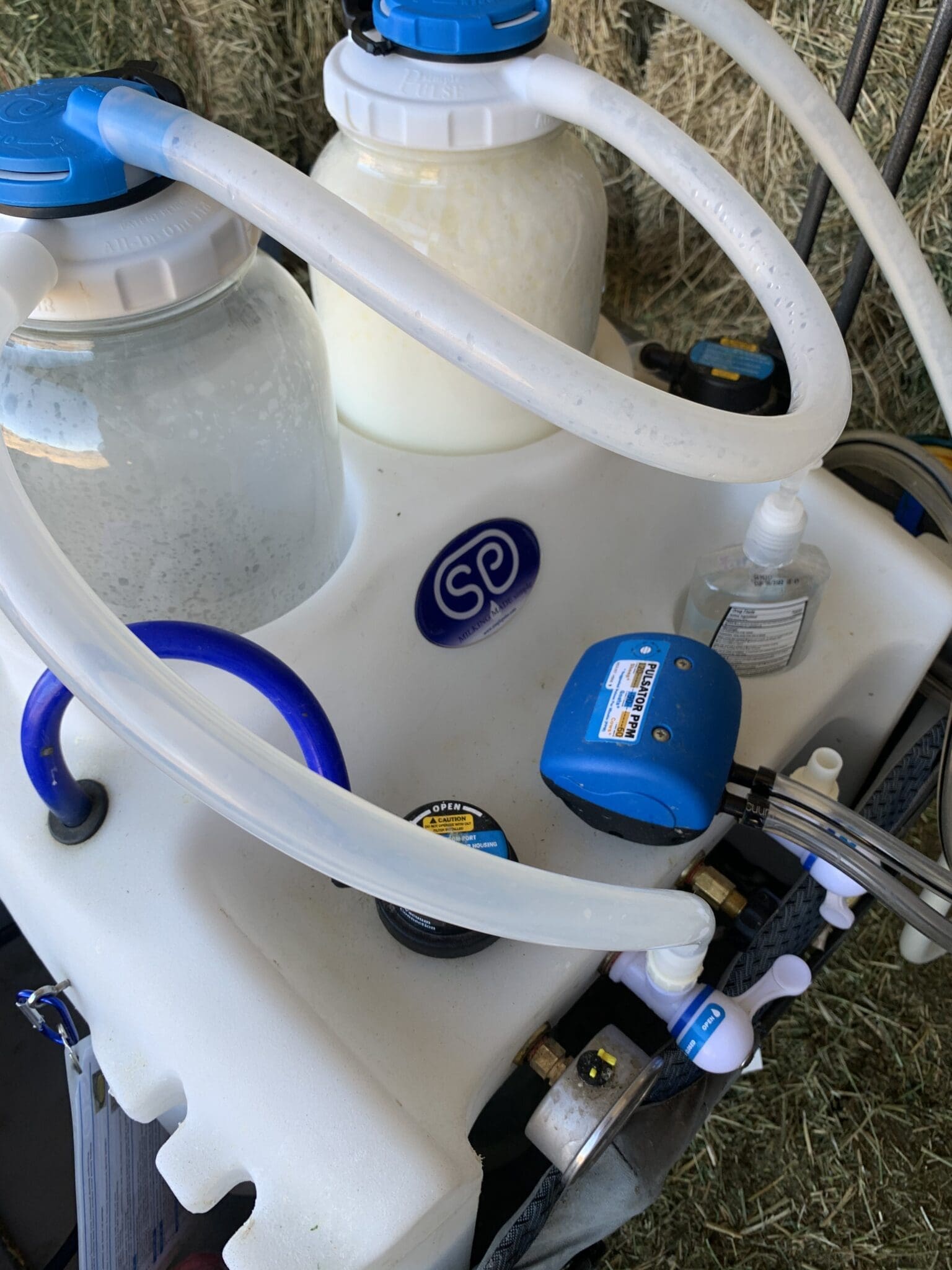 Jersey Cow Milking 101: Follow These 6 Tips for a Smoother Milking ...