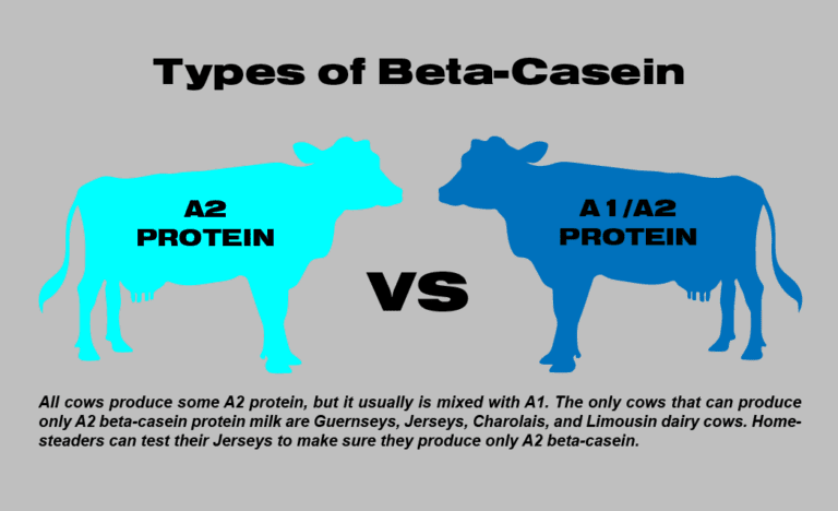 A1 vs. A2 Milk: What’s the Difference? – Jersey Milk Cow