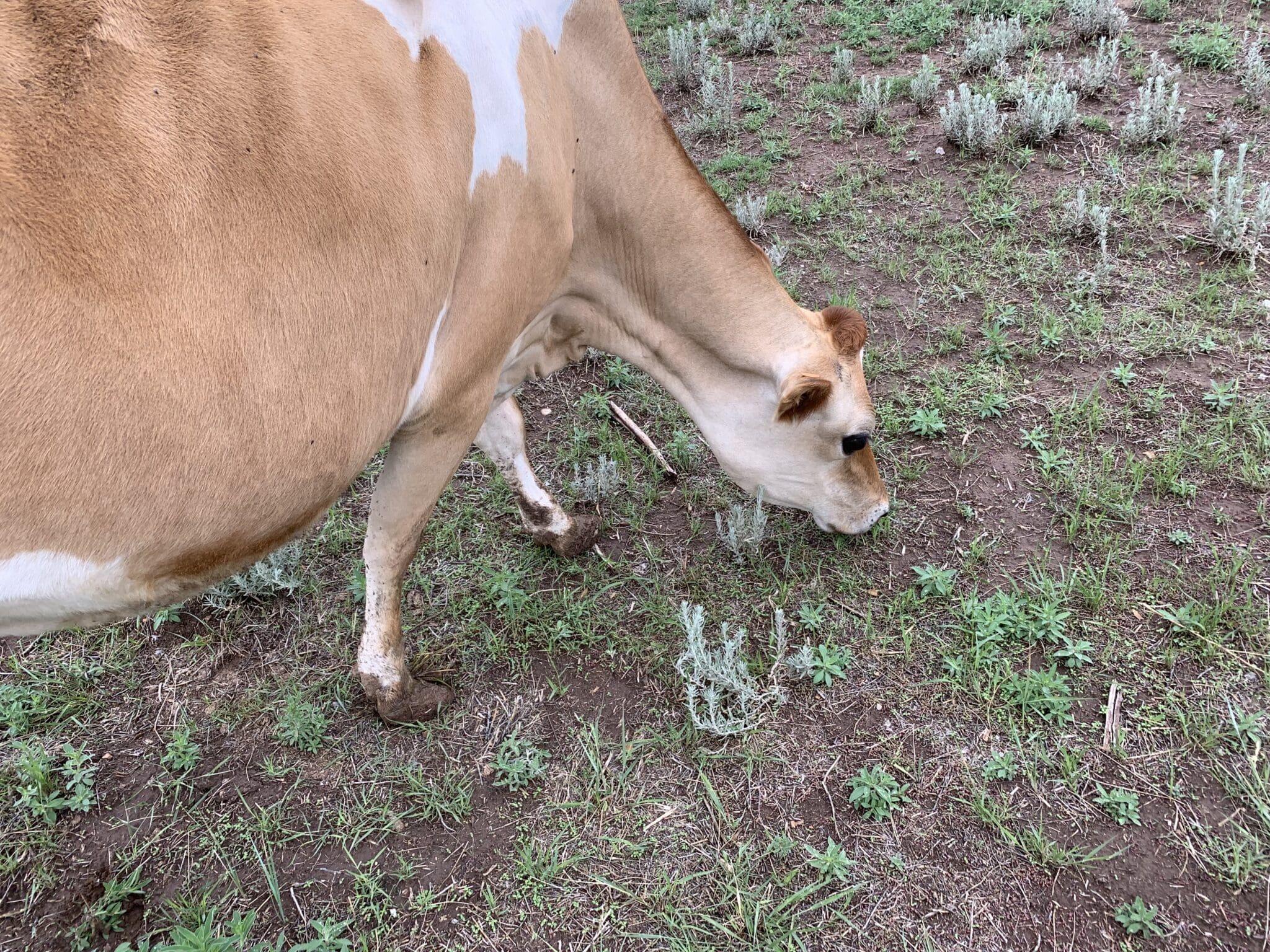 How to Treat Jersey Cattle for Pneumonia – Jersey Milk Cow