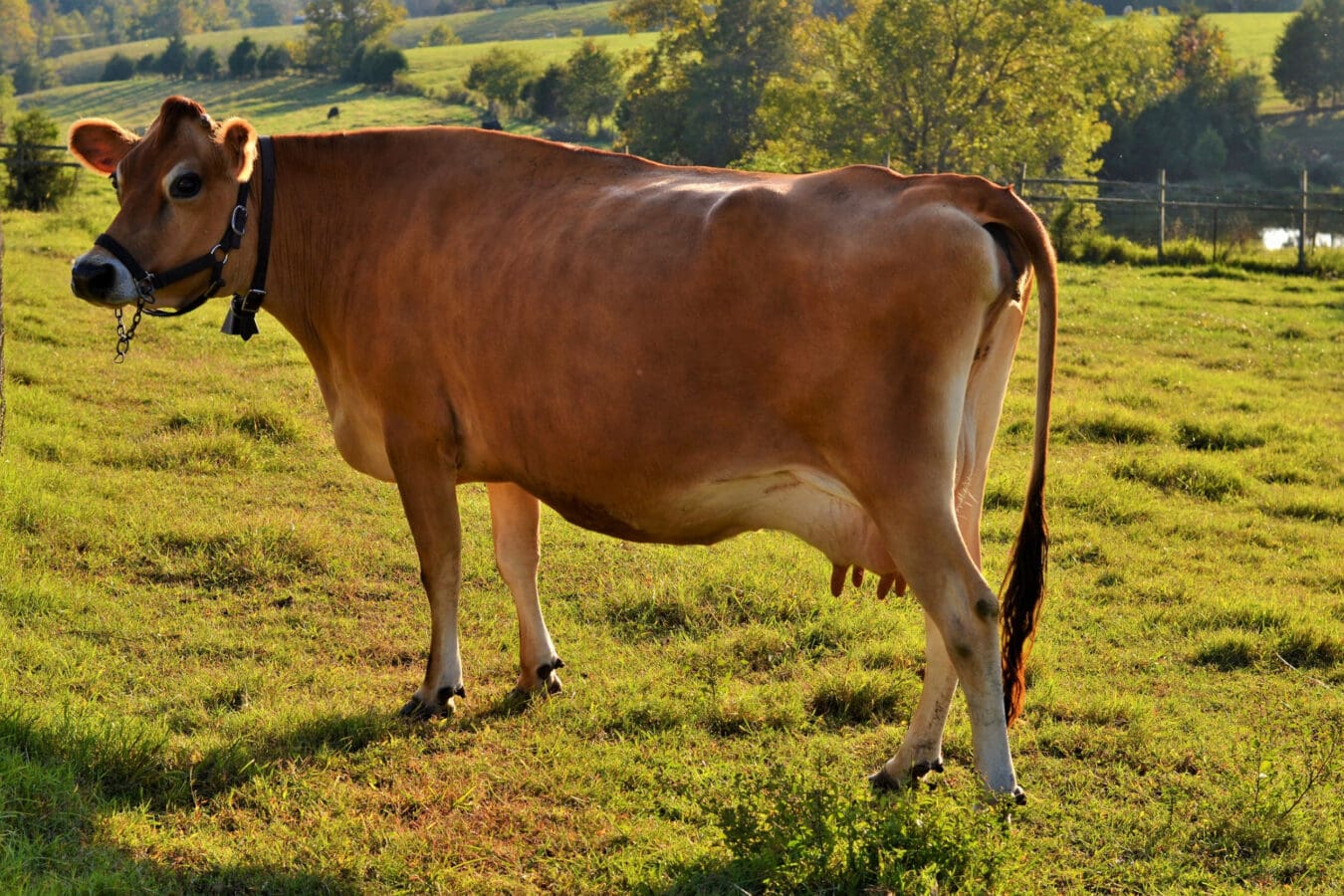 Jersey Milk Cows = Best Homestead Cattle – Jersey Milk Cow