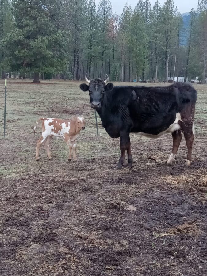 Jersey Cattle For Sale | Jersey Milk Cow